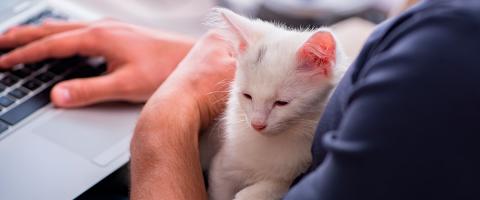 Help | Petfinder Pro